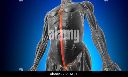 Linea alba Anatomy For Medical Concept 3D Illustration Stock Photo - Alamy