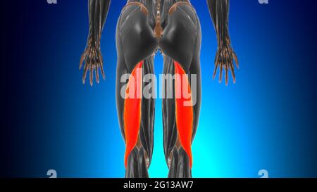 Long head of biceps femoris Muscle Anatomy For Medical Concept 3D ...