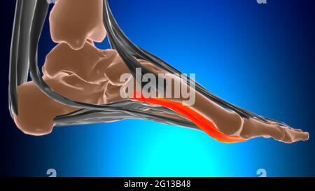 Medial head of flexor hallucis brevis Anatomy For Medical Concept 3D ...