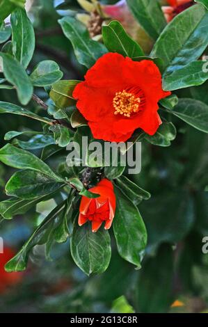 Pomegranate flowers of Cyprus Stock Photo - Alamy