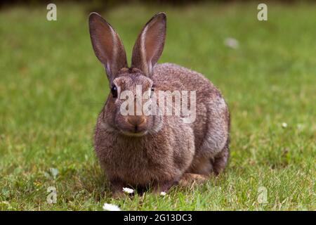 European Rabbit (Oryctolagus cuniculus), Germany Stock Photo - Alamy