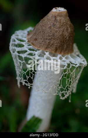 Phallus indusiatus or veiled lady mushroom Stock Photo - Alamy