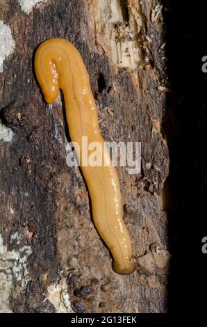 Shovel-headed Garden Worm, Shovel-headed Garden Flatworm, hammerhead ...