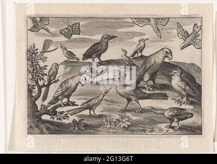 Hop and other birds; Birds and insects Stock Photo - Alamy