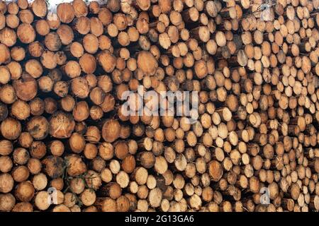 Deforestation in Scotland forest’s Stock Photo - Alamy