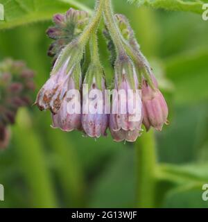 Common Comfrey with pale pink flowers with Bee feeding on the Nectar ...