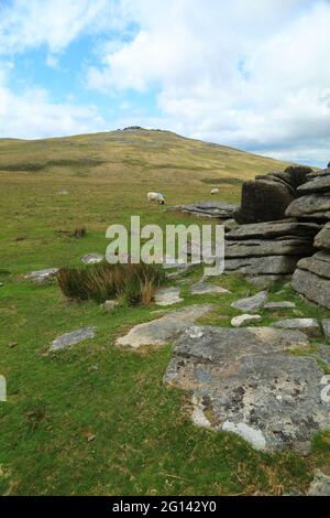 Yes Tor view from West Mill Tor, early summer, Dartmoor, Devon, England ...