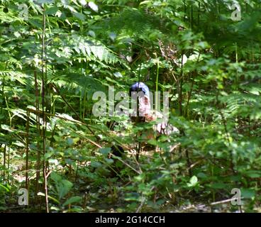 Beautiful Shropshire Countryside with Cows and Deers enjoying the sun ...