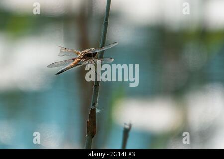a big dragonfly with a broken wing hangs on a reed Stock Photo - Alamy