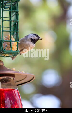 Black Capped Chickadee - Summer backyard birds, selective focus Stock ...