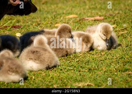 Swan & week old cygnets at Lake Eden Stock Photo - Alamy
