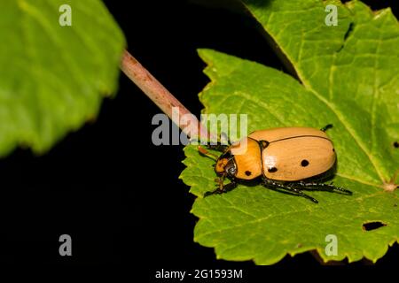 Grapevine Beetle (Pelidnota punctata) isolated on white background ...