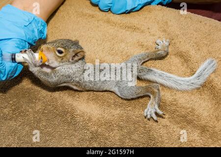 Syringe feeding an orphaned Gray Squirrel Stock Photo - Alamy
