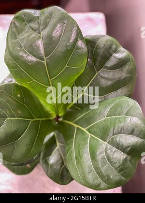 Top view of fiddle leaf fig , stock photo Stock Photo - Alamy