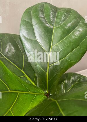 Top view of fiddle leaf fig , stock photo Stock Photo - Alamy