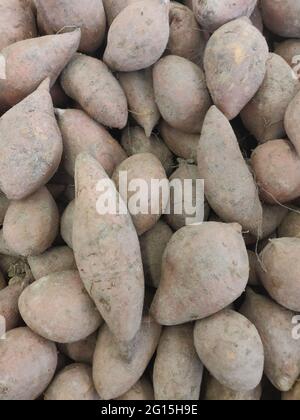 sweet potato with sweet-tasting tuberous roots used as a root vegetable ...