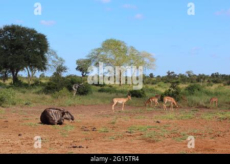 Streifengnu und Schwarzfersenantilope / Blue wildebeest and Impala ...