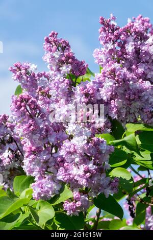 lilac at spring on sky background Stock Photo - Alamy