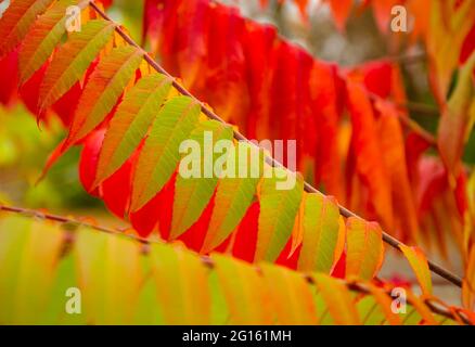 Autumnal ornament, red leaves of branch on green background Stock Photo ...