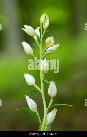 White Helleborine - Cephalanthera damasonium A Woodland Orchid Stock ...