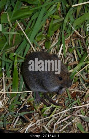 Field Vole, Microtus agrestis, Sunnfjord, Norway Stock Photo - Alamy