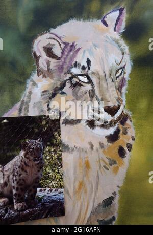 Closeup of an unfinished oil painting in progress of a Snow Leopard by Australian Artist Michele ...