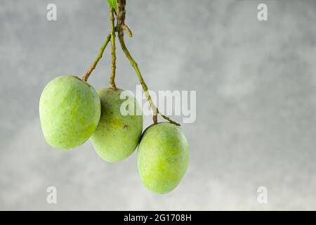 Fresh green organic bunch of mangoes hanging on a mango tree. view of ...