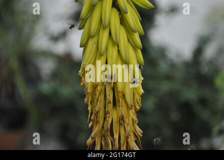 A photo of bees harvesting flowers Stock Photo - Alamy