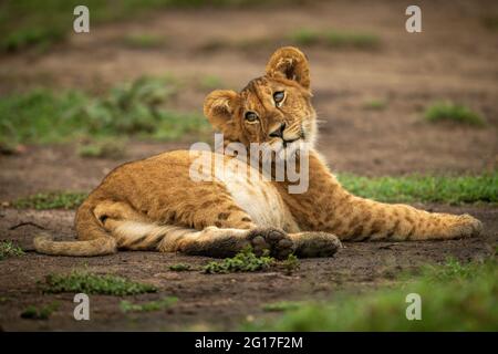 Lion cub lies in dirt looking back Stock Photo - Alamy