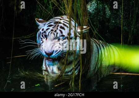Two white tigers / bleached tiger pair (Panthera tigris) pigmentation ...