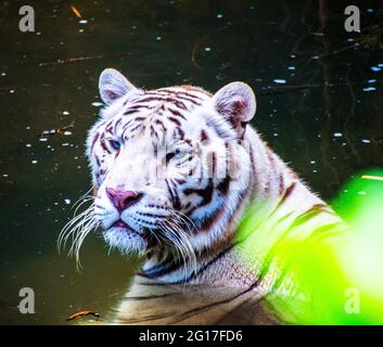 Two white tigers / bleached tiger pair (Panthera tigris) pigmentation ...