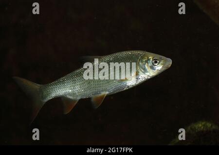 Rotfeder oder Unechtes Rotauge / Common rudd / Scardinius ...