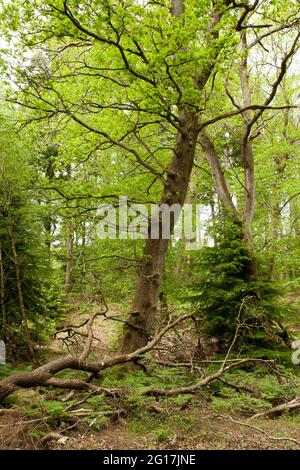 Linwood New Forest Stock Photo - Alamy