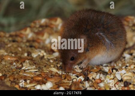 Eurasische Zwergmaus / Eurasian harvest mouse / Micromys minutus Stock ...