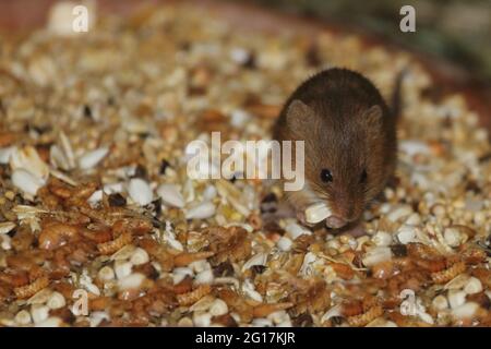Eurasische Zwergmaus / Eurasian harvest mouse / Micromys minutus Stock ...