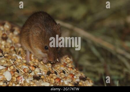 Eurasische Zwergmaus / Eurasian harvest mouse / Micromys minutus Stock ...