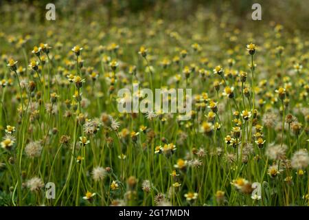 Flower of Tridax also known as Coat buttons flower. Tridax procumbens ...