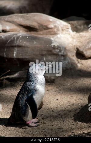 this is a side view of a fairy penguin Stock Photo - Alamy