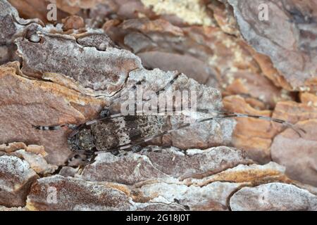 Acanthocinus griseus on pine bark Stock Photo - Alamy
