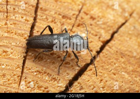 Old-house borer, Old house borer, House longhorn beetle, European House ...