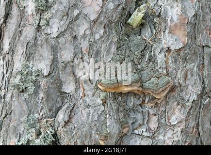 Polypore, Phellinus pini on pine Stock Photo - Alamy