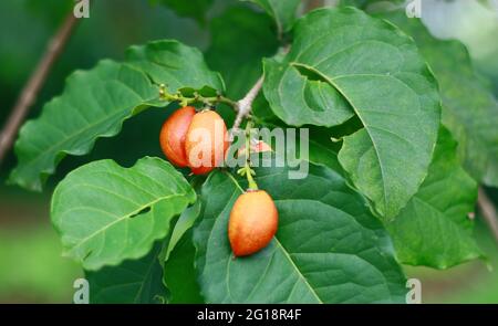 Peanut butter (Bunchosia armeniaca) green leaves Stock Photo - Alamy