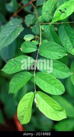 Derris elliptica or tuba leaf on the plant. The roots of Derris ...