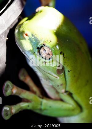 green tree frog with sparkling golden eyes sticking to the side of a ...