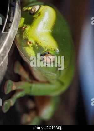green tree frog with sparkling golden eyes sticking to the side of a ...