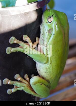 green tree frog with sparkling golden eyes sticking to the side of a ...