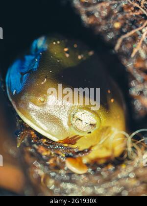 green tree frog with sparkling golden eyes sticking to the side of a ...
