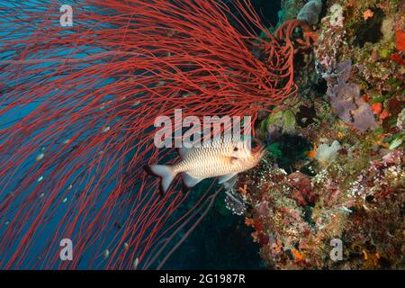 Soldierfish, Myripristis murdjan, German Channel, Micronesia, Palau ...