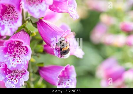 Bumblebee pollinating a perennial flower delphinium or larkspur using ...