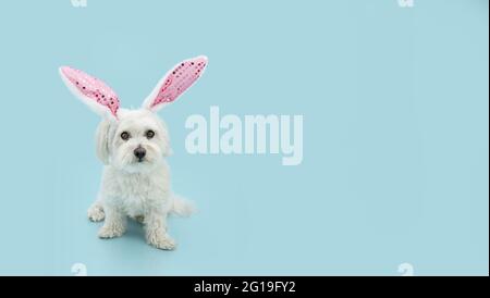 Banner happy easter. Dog spring. Funny happy jack russell standing hind ...